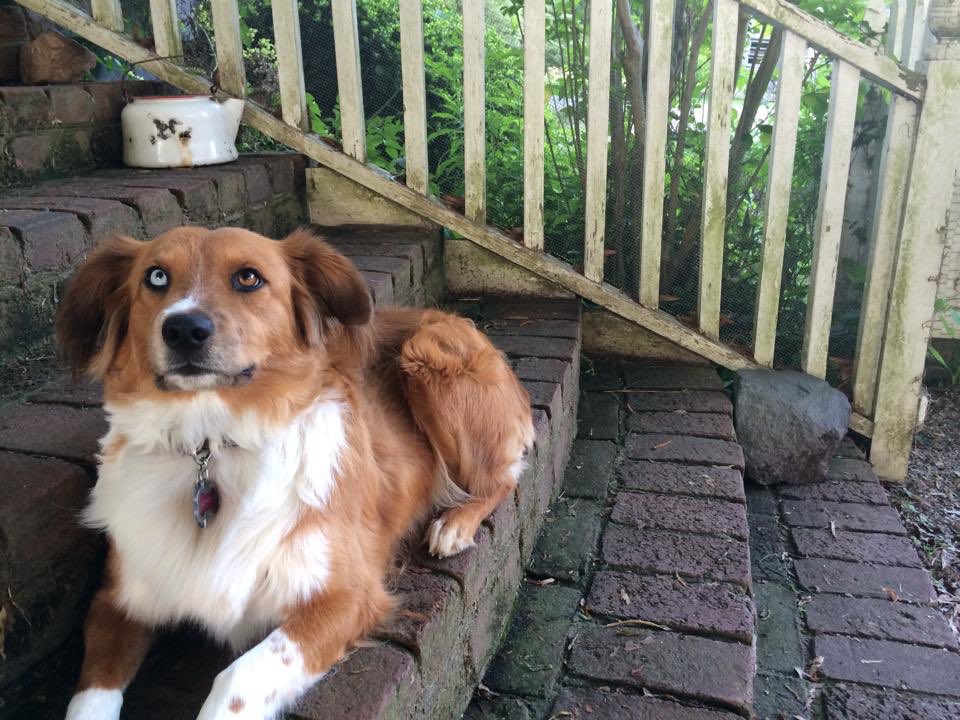 Irish Setter Border Collie Mix