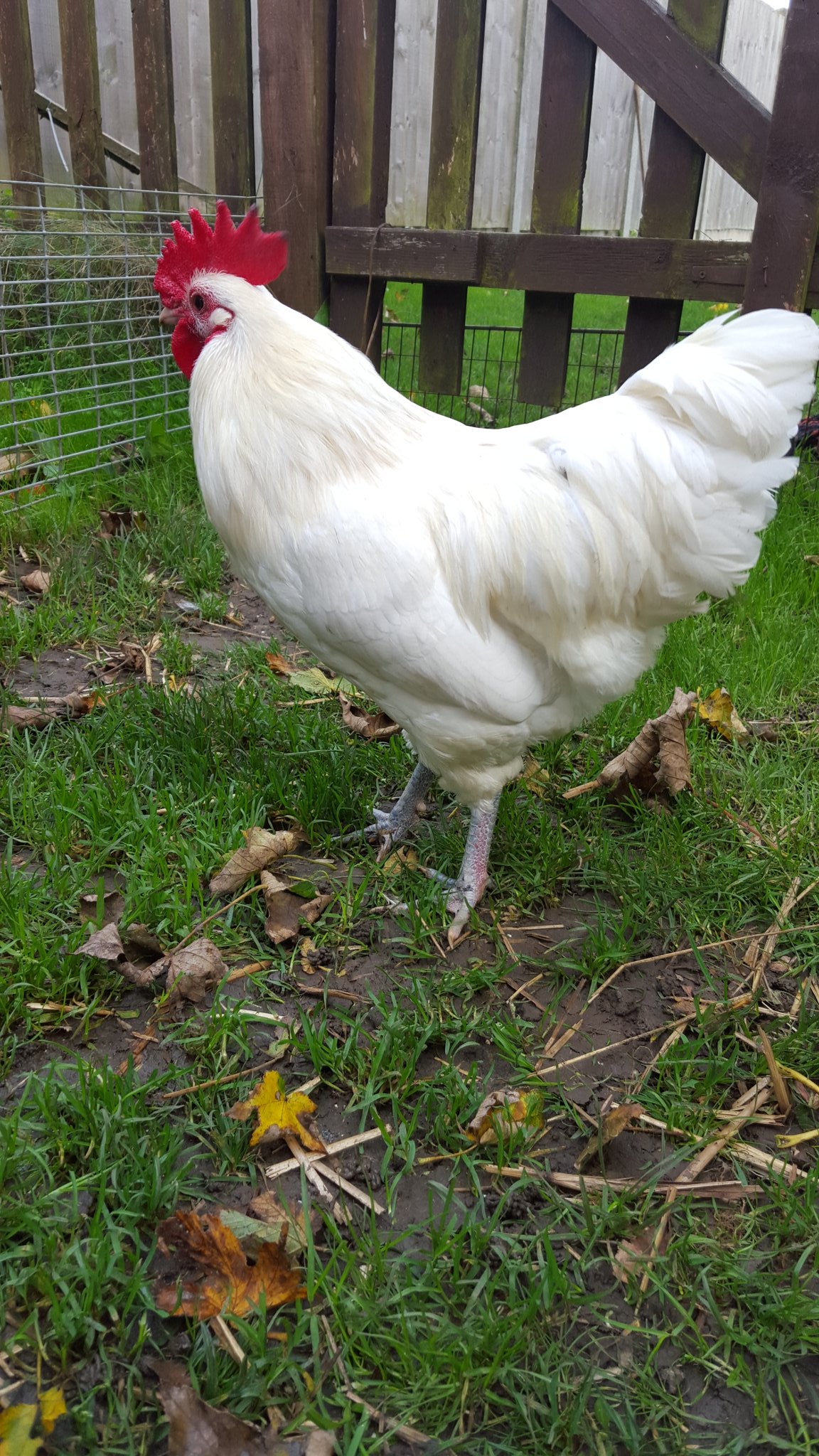 White Australorp Chickens
