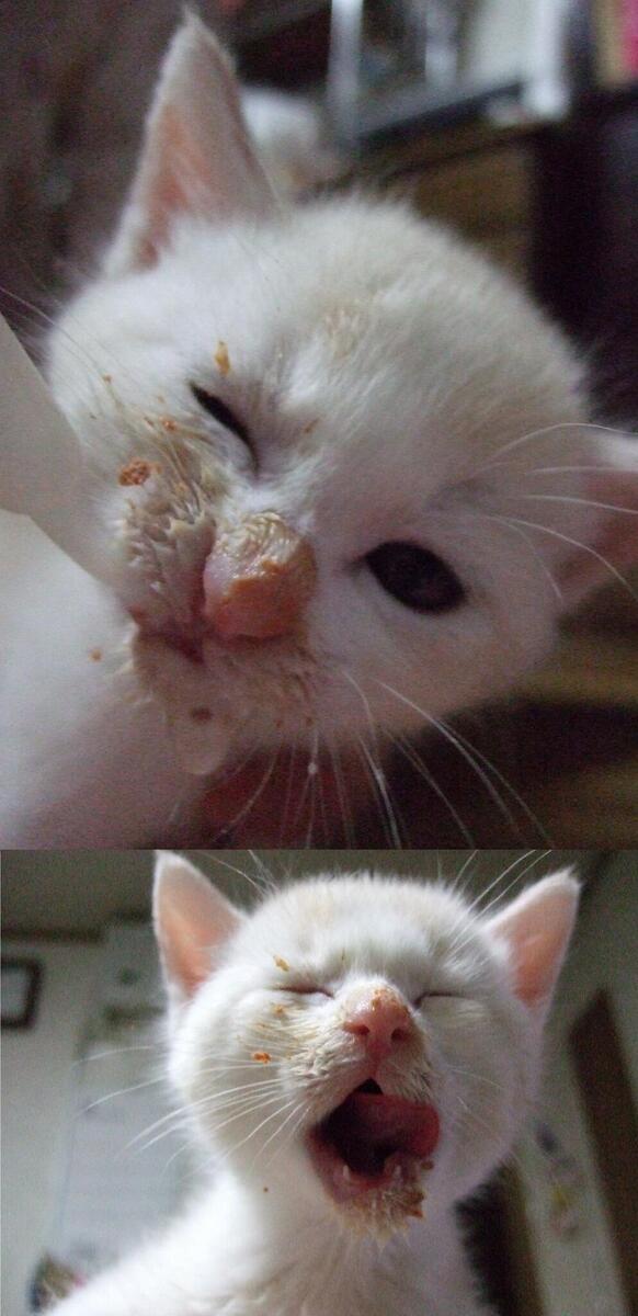 ほっこり猫bot (@mofu_neko_bot) | Twitter