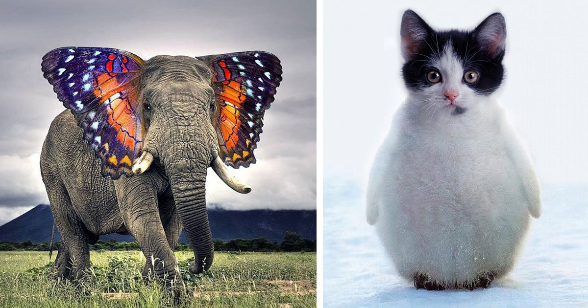 Hybrid Animals Hybrid (biology) Wikipedia