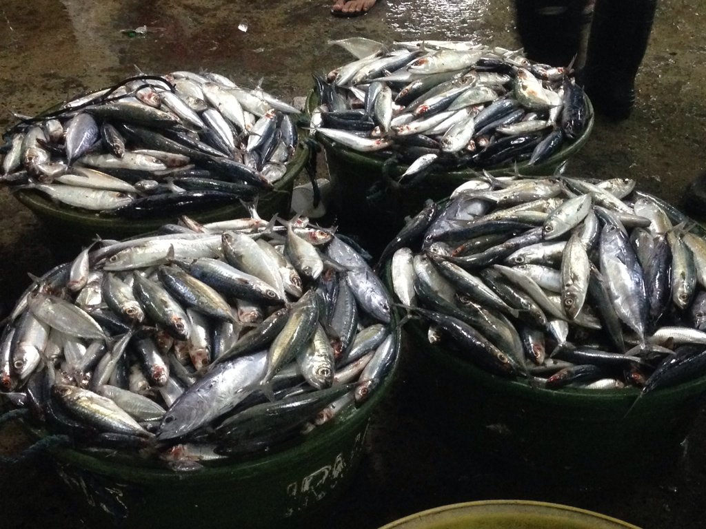 Sales at Navotas fish port affected by APEC2015 gridlock | via ...