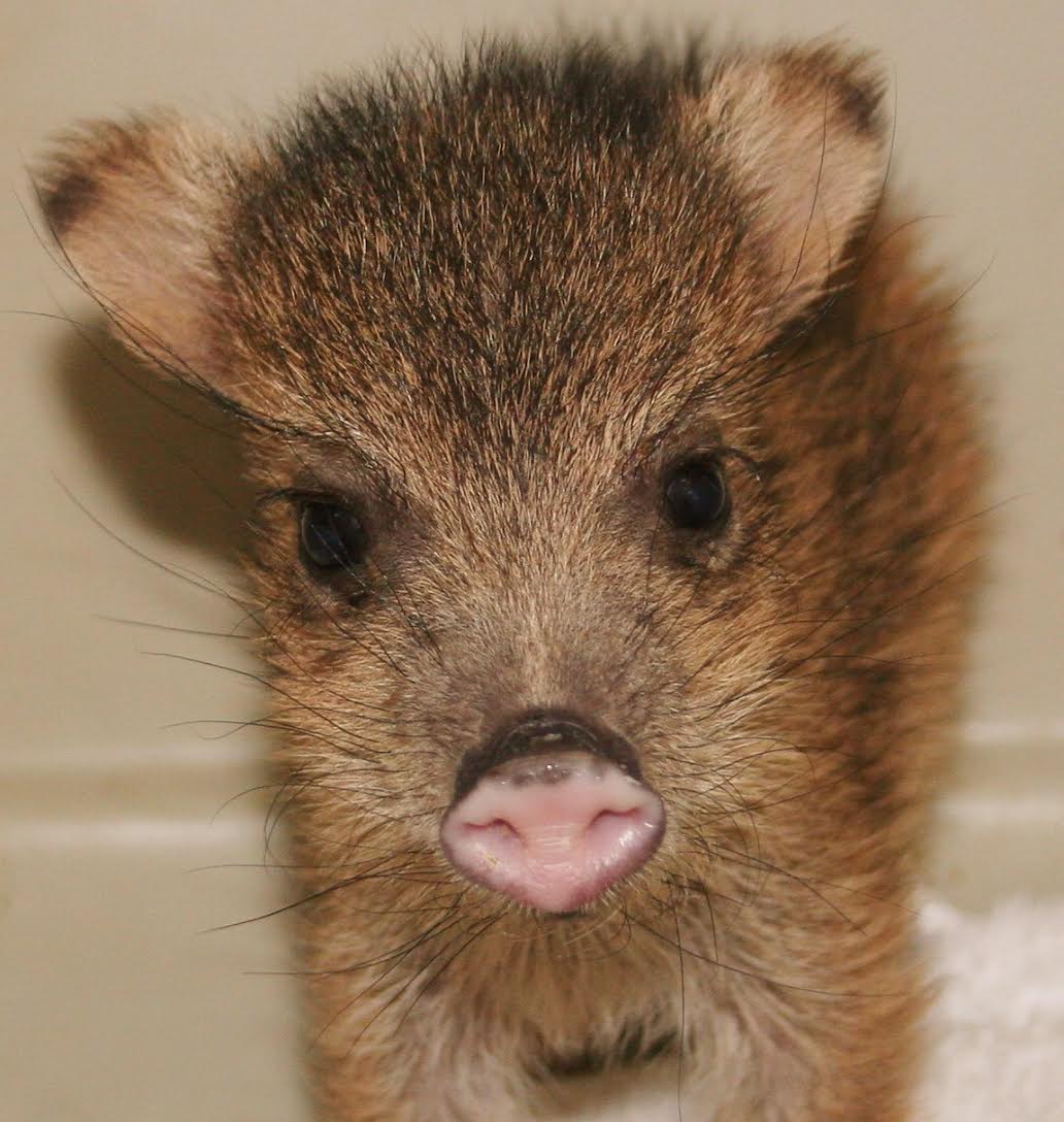 Baby Javelina The Javelina Or Collared Peccary Dicolytes Tajacu Is A