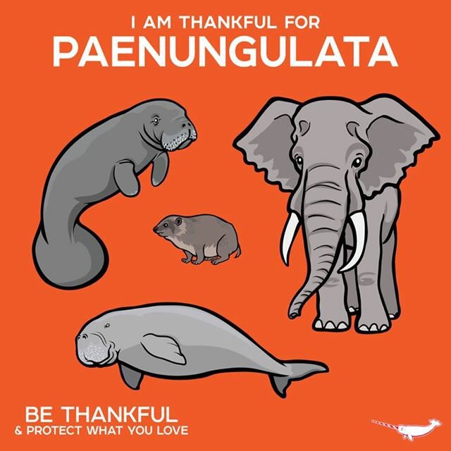 Paenungulata - Alchetron, The Free Social Encyclopedia