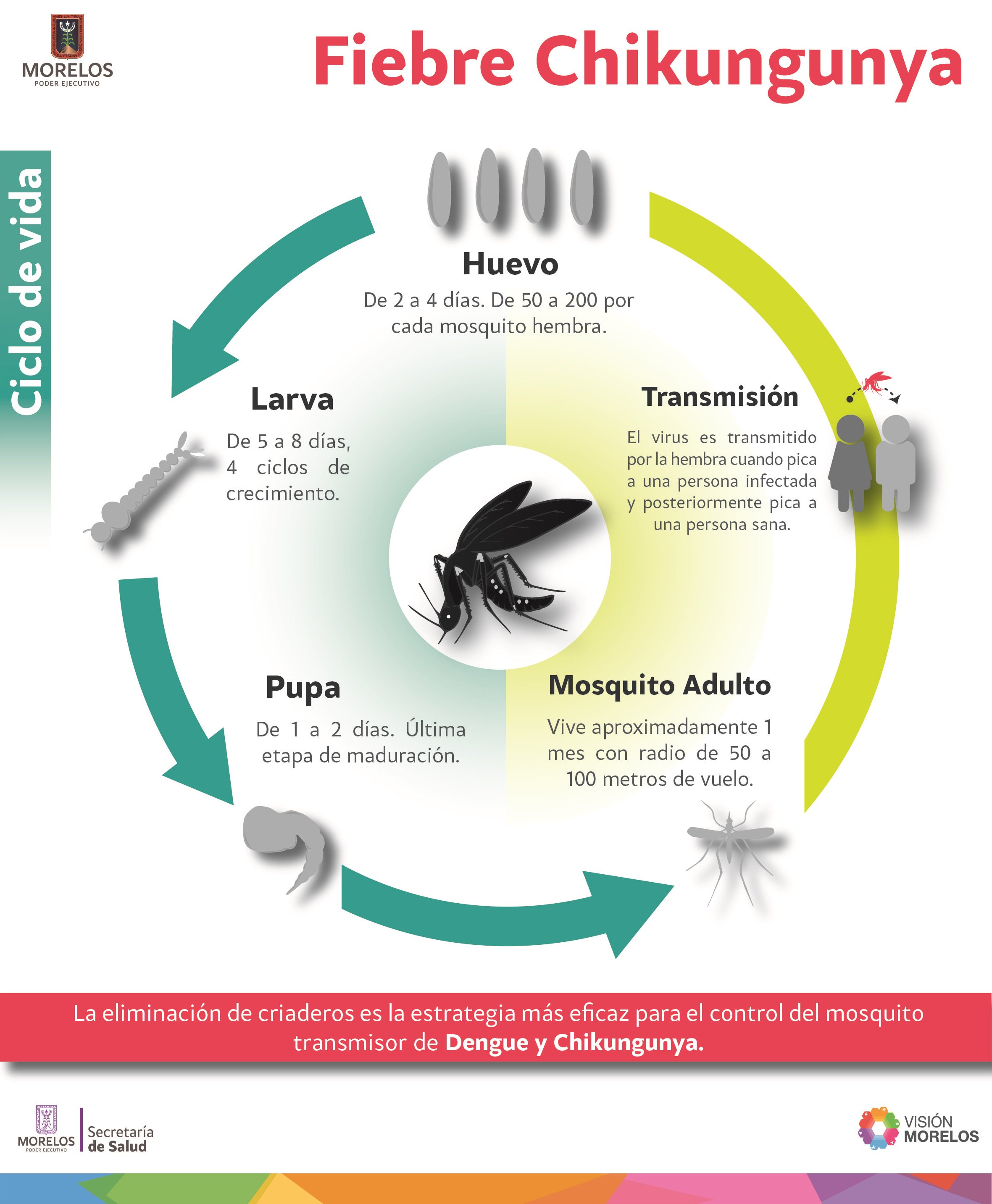 Ciclo De Vida De Un Mosquito Etapas