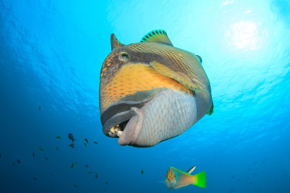 Fish That Swims Backwards Store | emergencydentistry.com