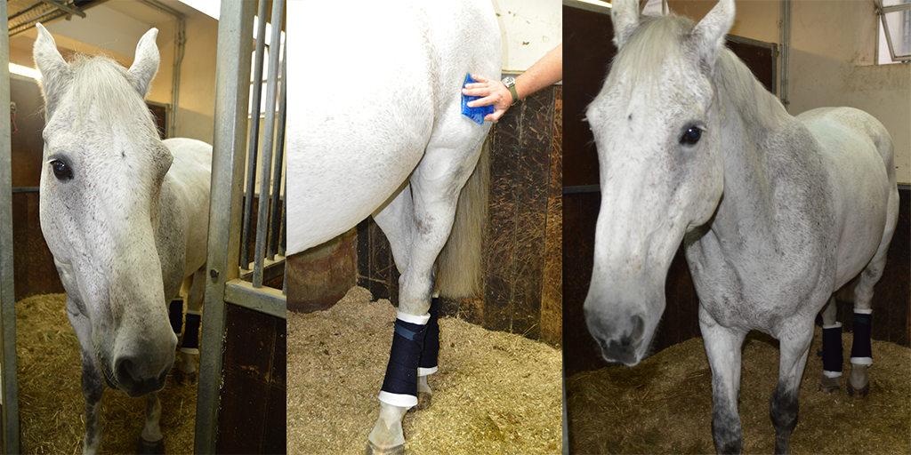 Million Mask March: Police horse injured by firework - ITV News