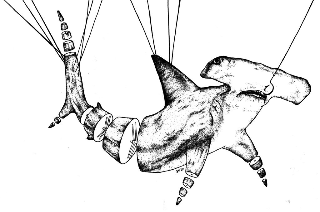 Hammerhead Shark X Ray