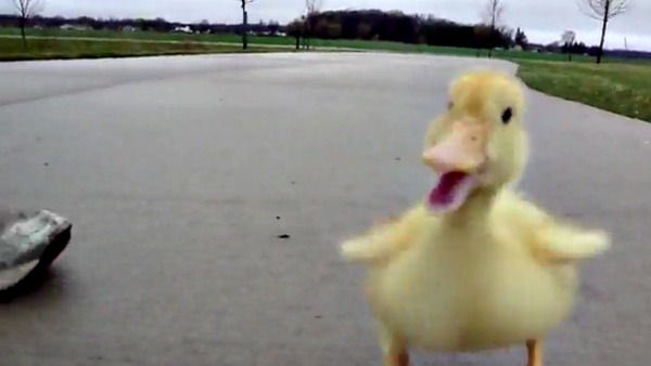 Malicious Duck Memes