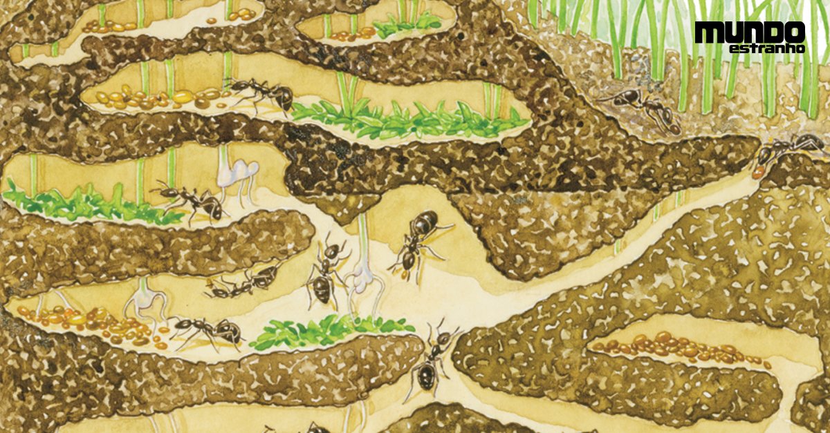 Como é o interior de um formigueiro? - scoopnest.com