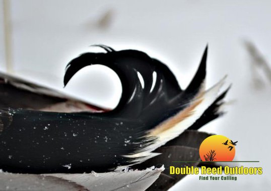 Mallard Duck Tail Feather