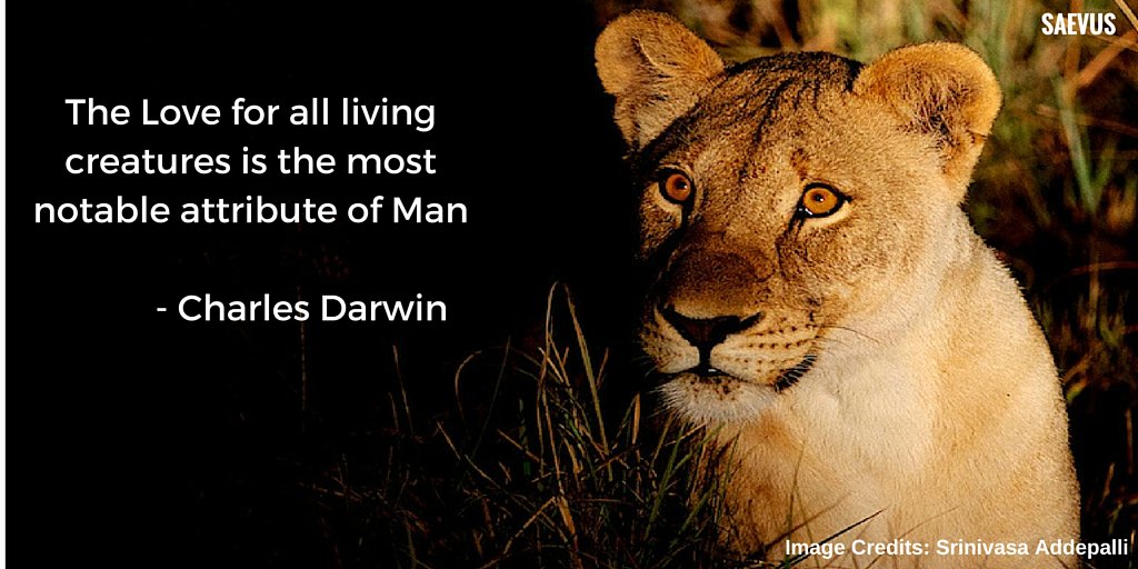Famous Wildlife Quotes 40 Best Nature Quotes Short Sayings About