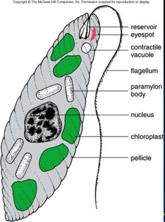 Phylum Euglenophyta Diagram