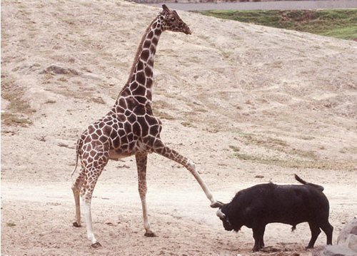 A regular moose vs. a regular giraffe. : r/whowouldwin