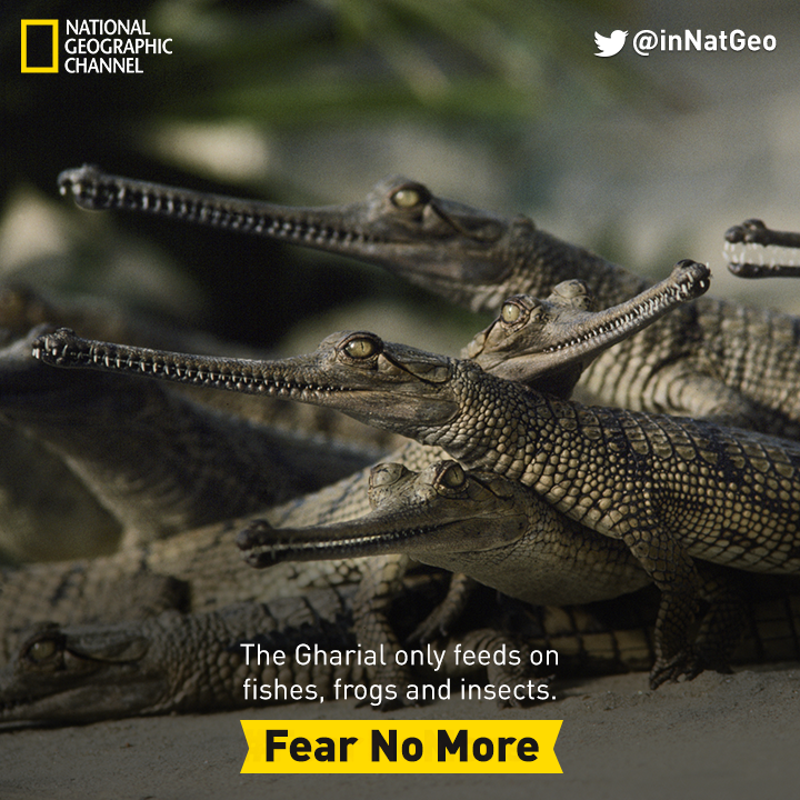 Gharial Attacks On Humans