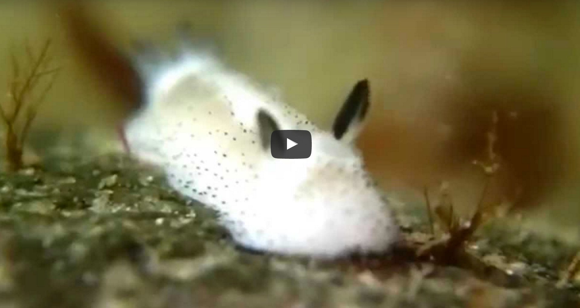 Furry Sea Slug The Sea Slug Forum Stylocheilus Striatus