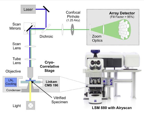 Zeiss Confocal Microscopy
