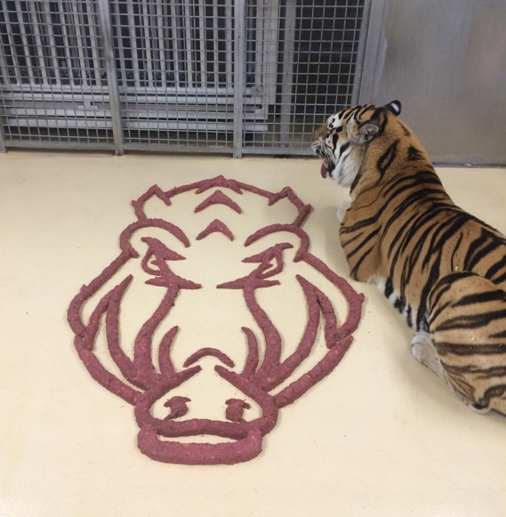 LSU's Mike the Tiger is ready to feast on some hog as the Tigers face ...
