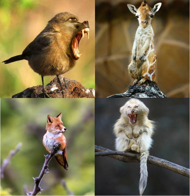 Real Life Mixed Animals