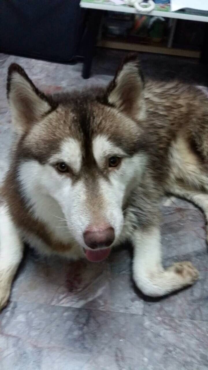 JS100 on Twitter: "พบสุนัขพลัดหลง พันธุ์ไซบีเรียนฯ พบที่หมู่บ้านโกสุมรวมใจ ดอนเมือง คืนวันลอย ...