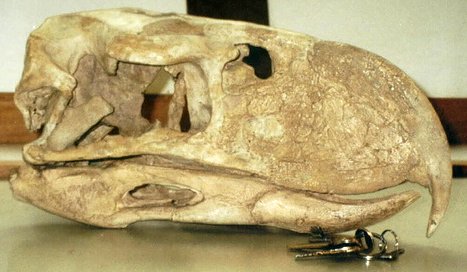 Argentavis Skeleton