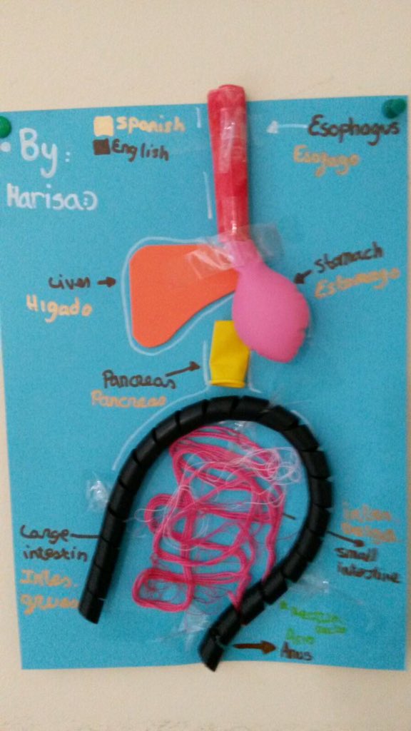 How To Make A Digestive System Model Using Recycled Materials