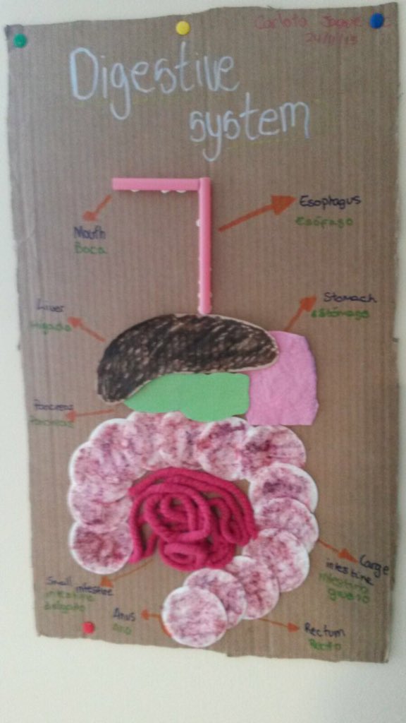 How To Make A Digestive System Model Using Recycled Materials