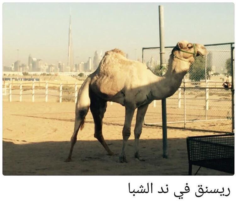 حمد مسلم حمرور Cil1 Twitter