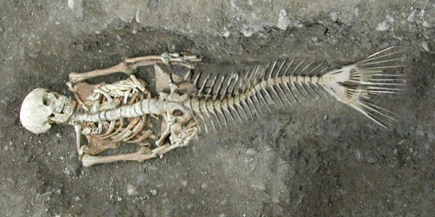 Real Mermaid Fossils