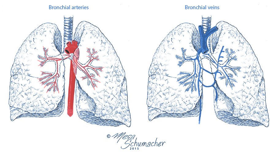 Bronchial Veins