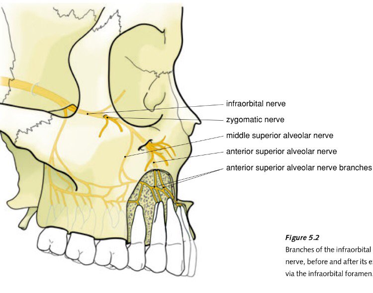 Infraorbital Nerve