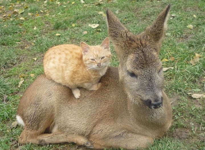 Baby Deer And Cat