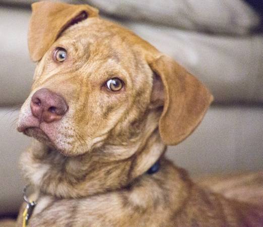 Red Nose Pitbull Pointer Mix