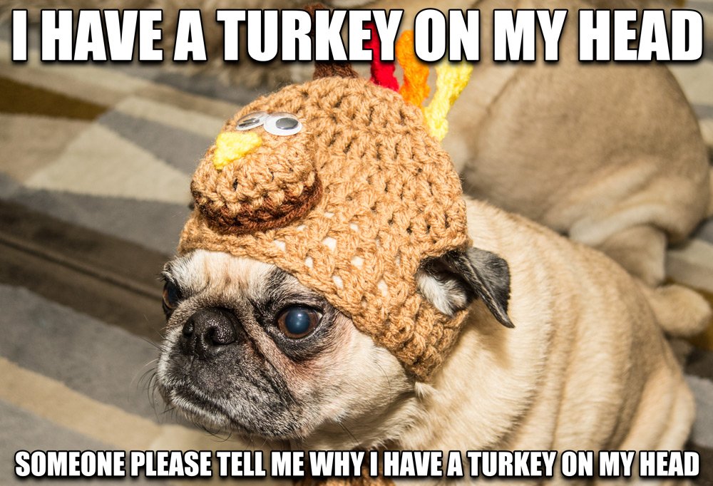 Turkey Pugs