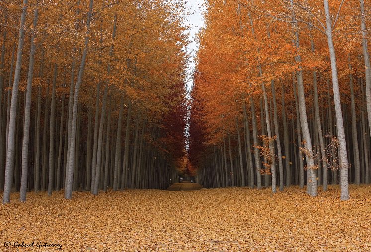 "Mysterious and beautiful are these perfectly lines trees, creating a ...