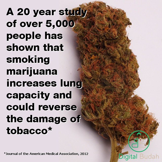 Jamaican Red Hair Weed Guide To Jamaica Cannabis Tourism