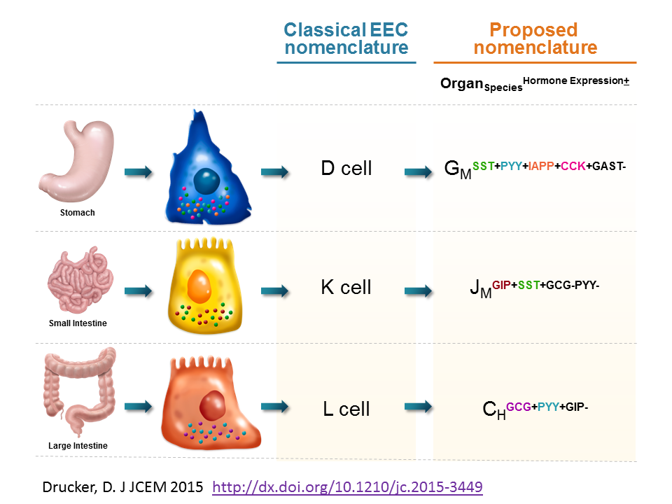 Enteroendocrine Cells