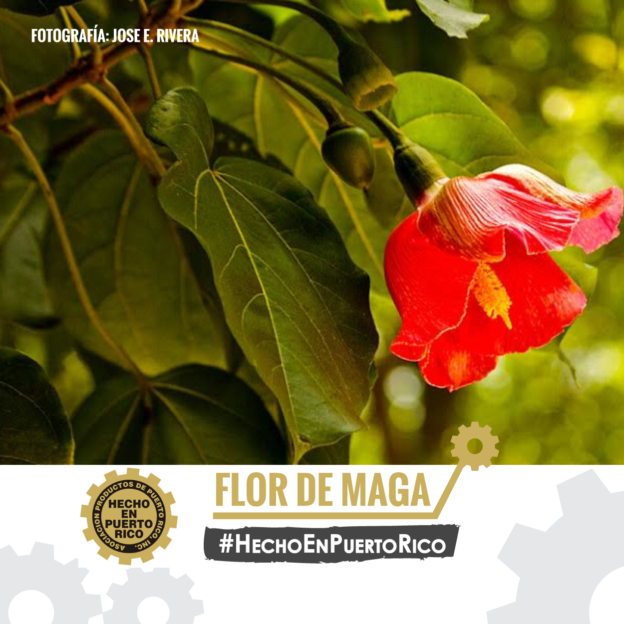 Arbol De Maga De Puerto Rico Bandera De Hibiscus De Puerto Rico,