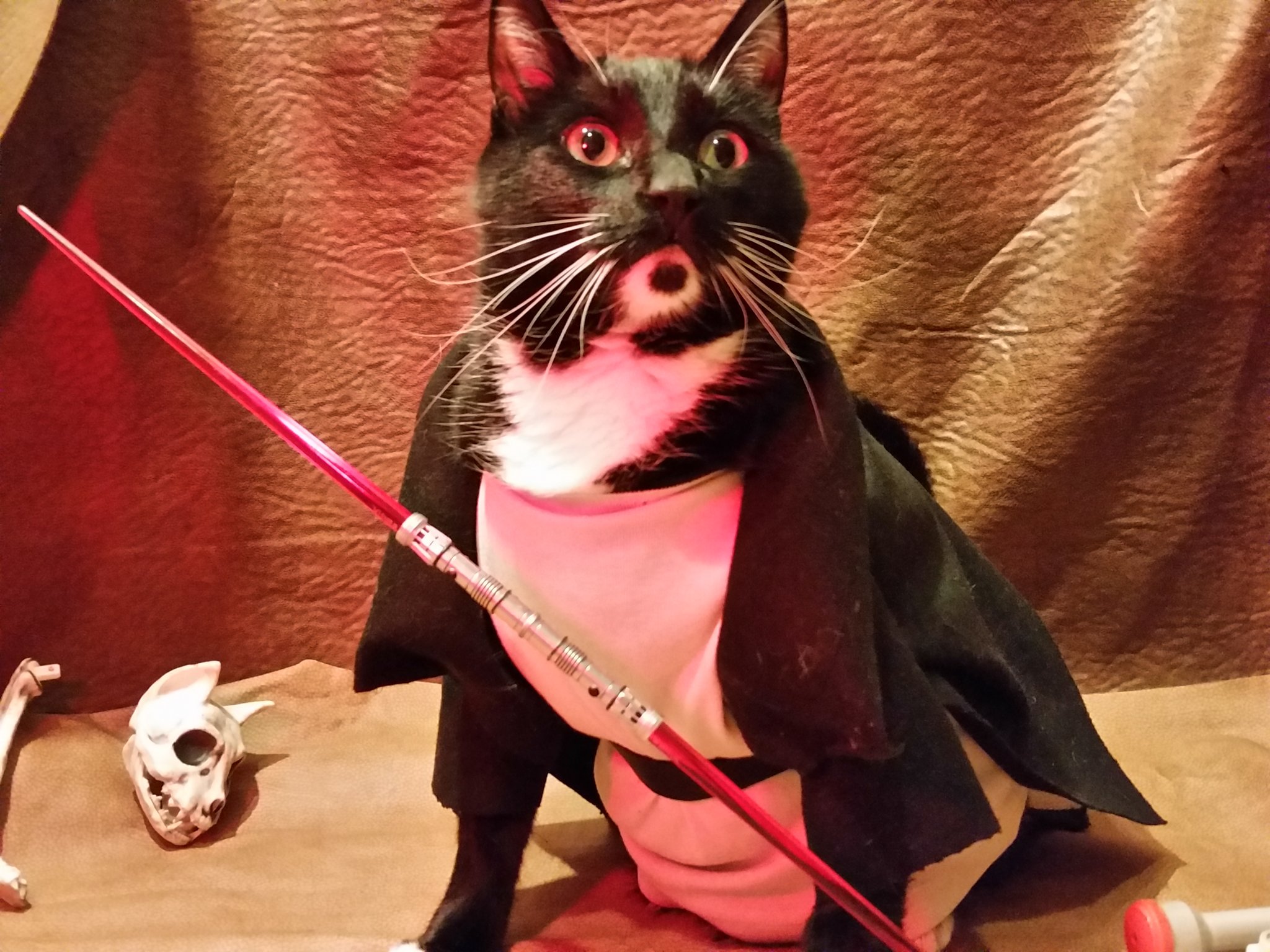Sith Cat