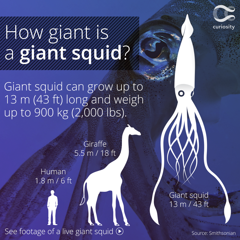 Live Giant Squid
