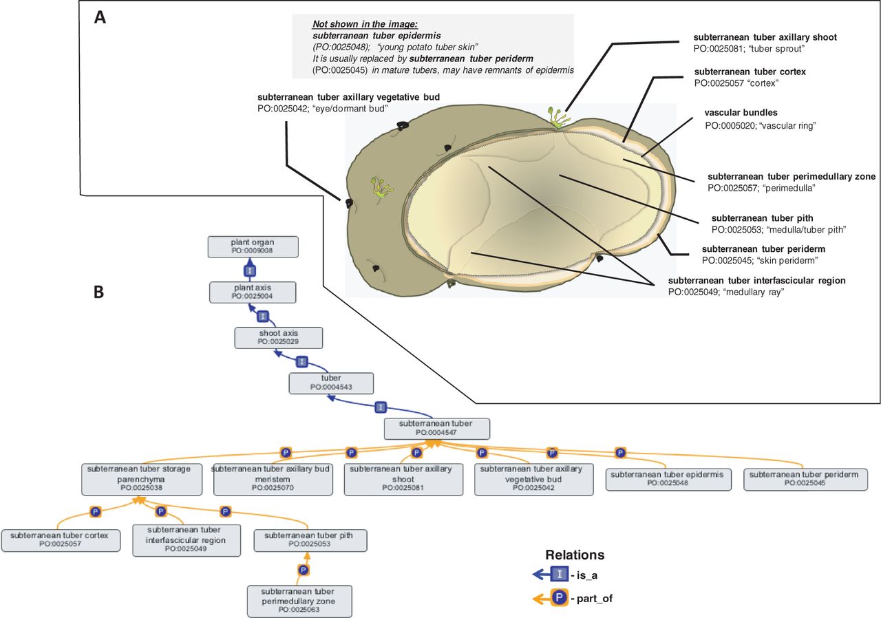 Tuber Diagram