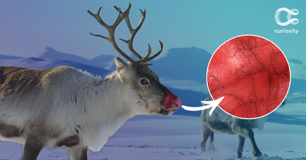 Real Rudolph Reindeer