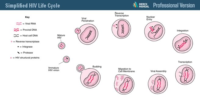 Simplified Hiv Life Cycle