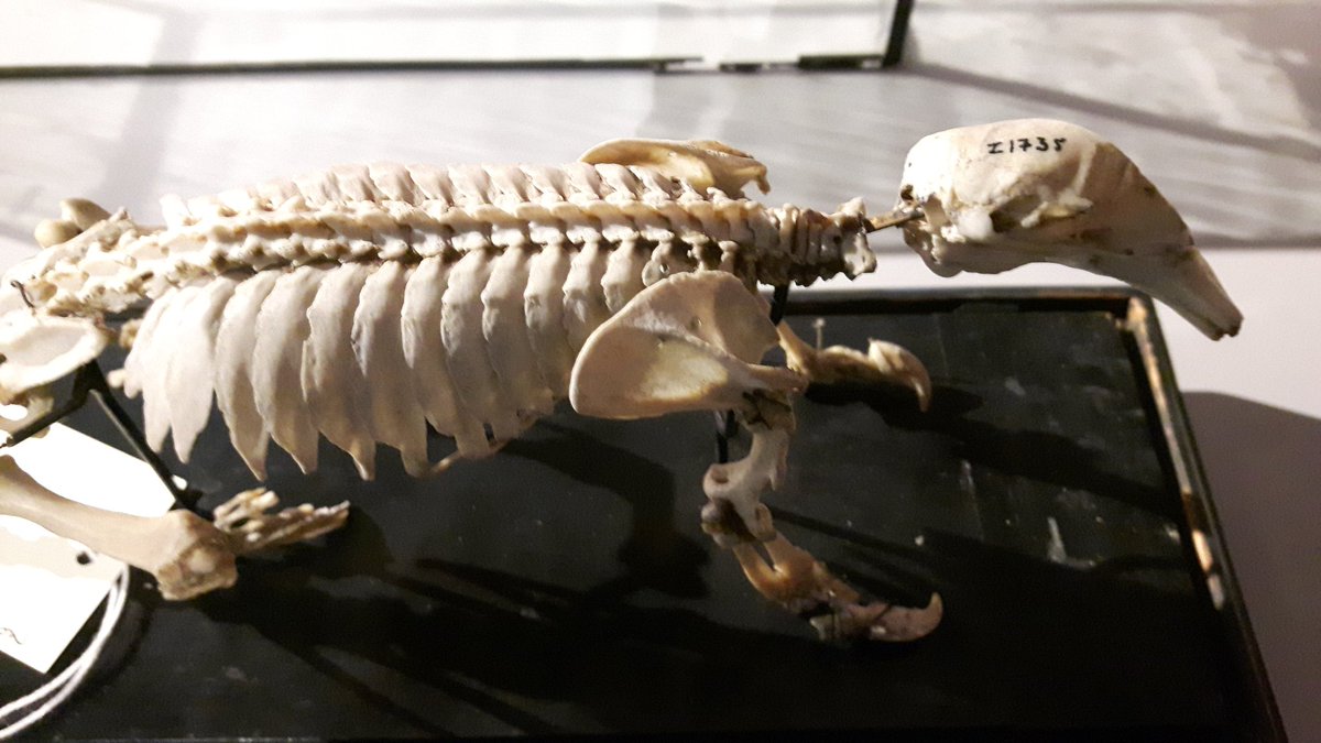 Silky Anteater Skeleton