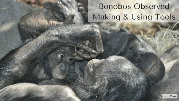 Watch out, humanity! Bonobos observed using pre-agricultural tools ...