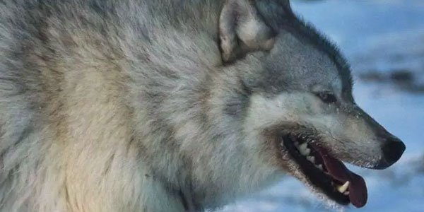Province expanding wolf hunt project to deal with livestock predation ...