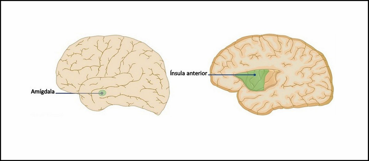 Estructuras cerebrales asociadas con los procesos de cognición social