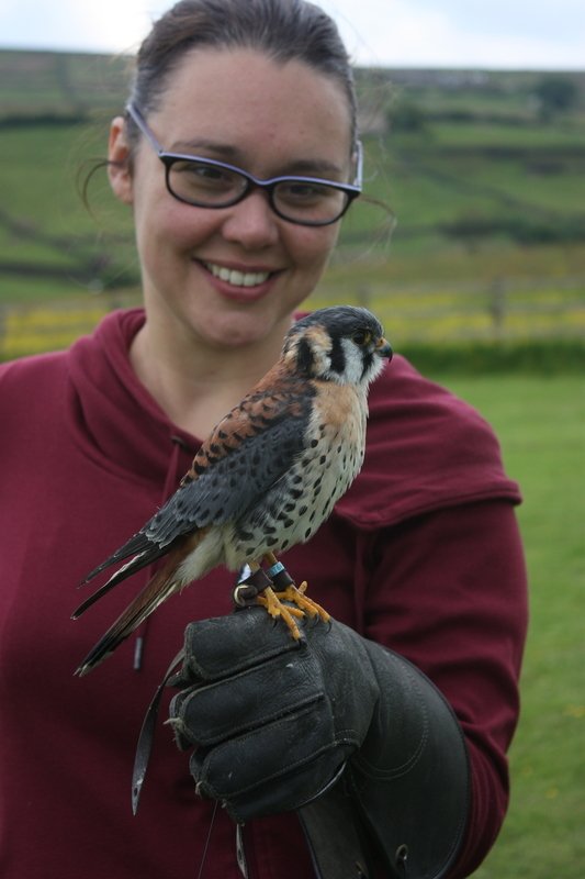 American Kestrel Falconry