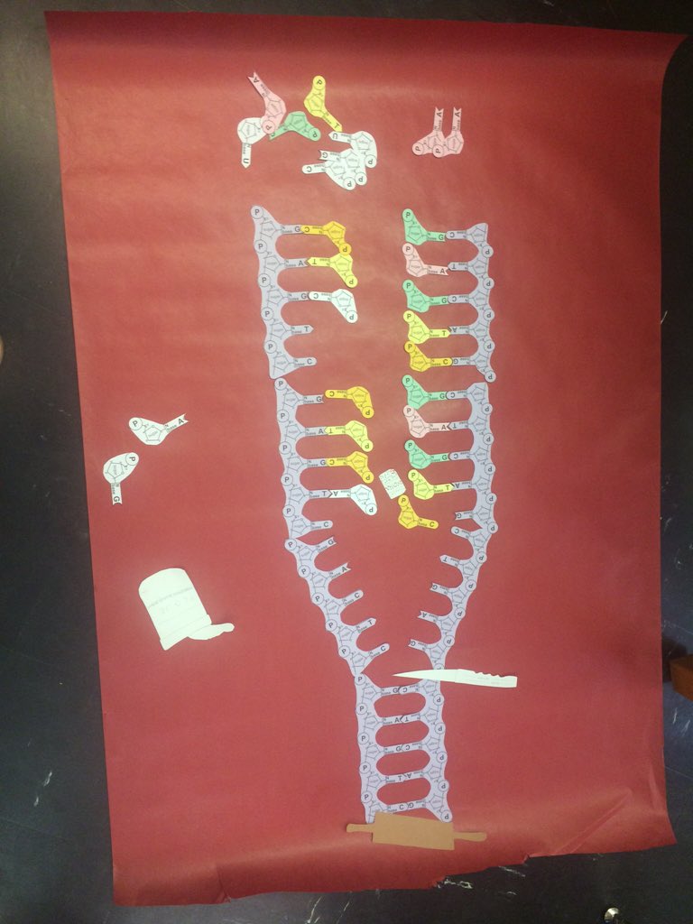Dna Replication Model Ap Bio