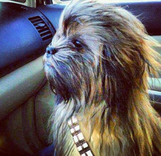 Wookie Dog Costume