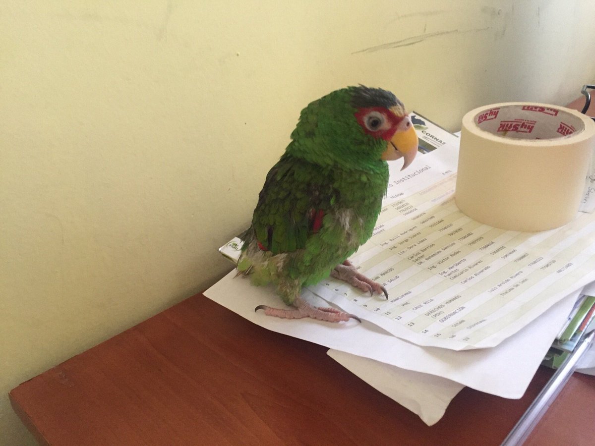 Malacatán: .@CONAPgt rescató a un pichón de unos 4 meses de loro frente ...